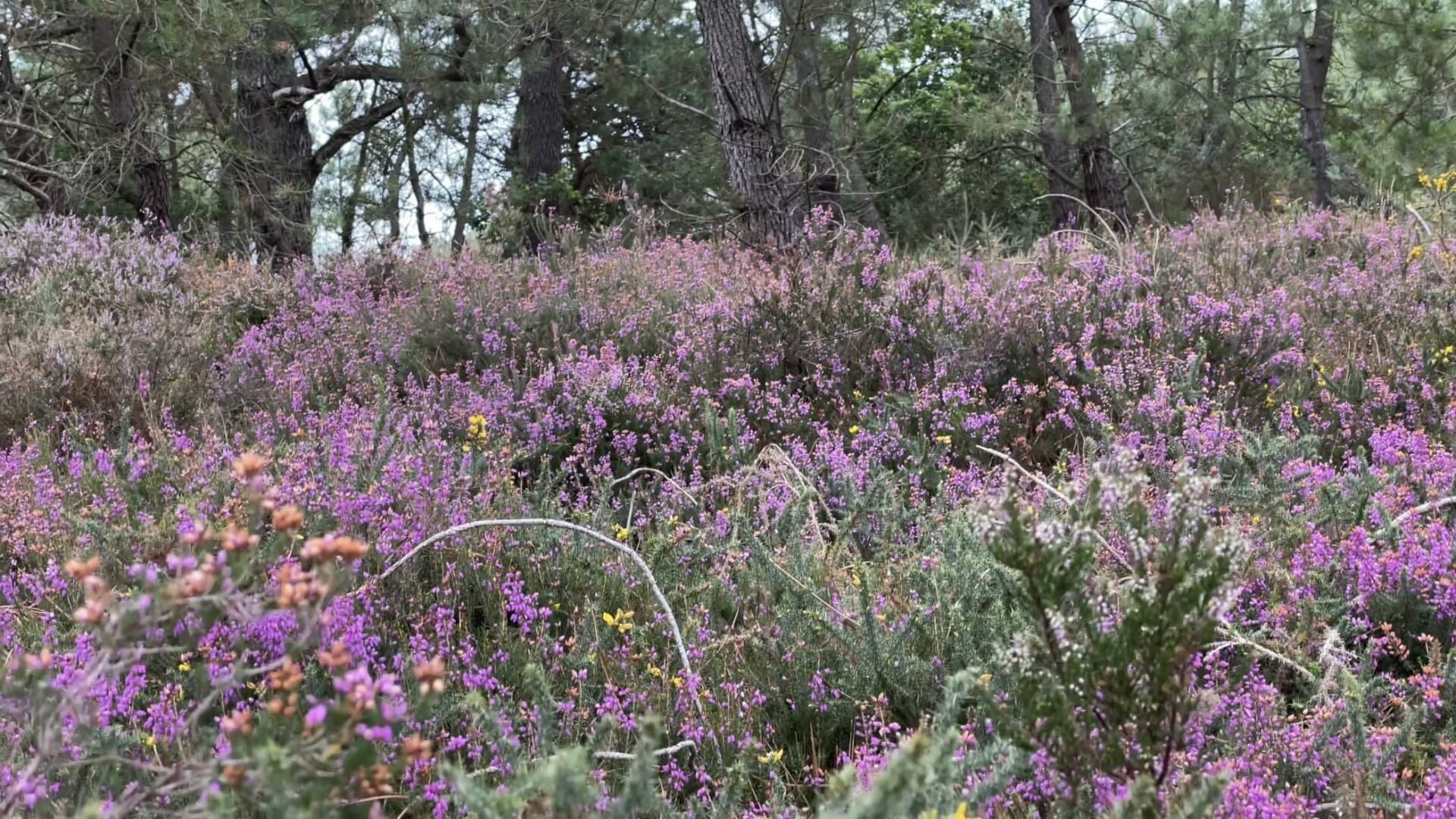 Vallon de la Chambre au Loup: Travel Guide & 4K Video - Exploring Europe